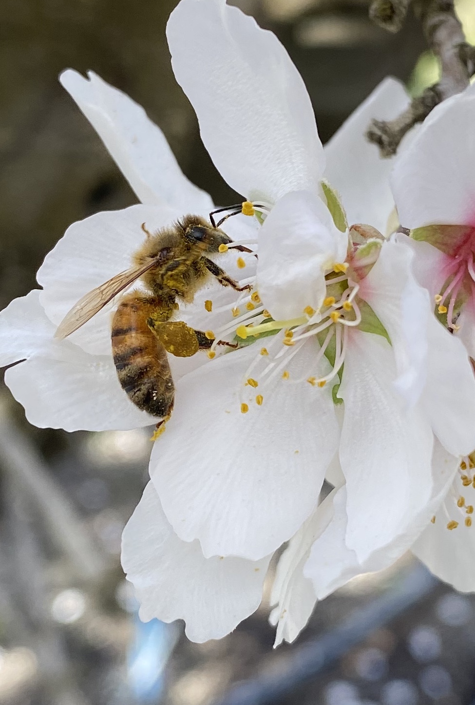 Pollination Services – Welcome to JP Honey Farms